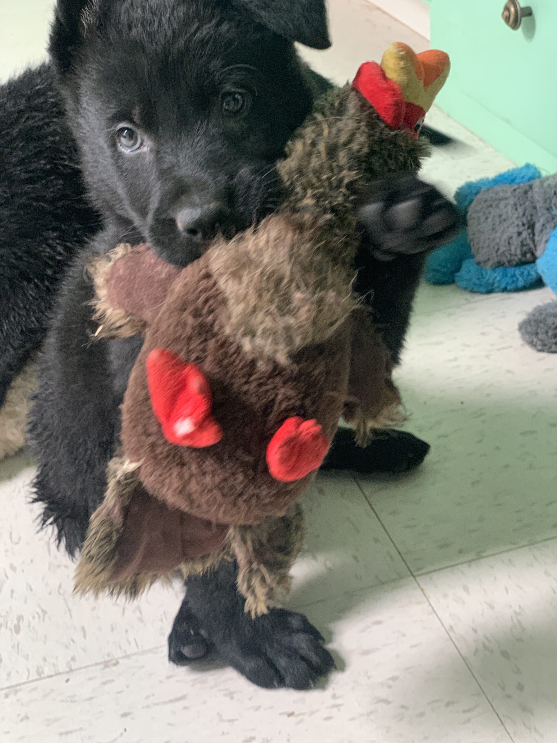 Litters of Xane Corvinus Von Ryanhaus BCAT - Fernbrook German Shepherds LLC