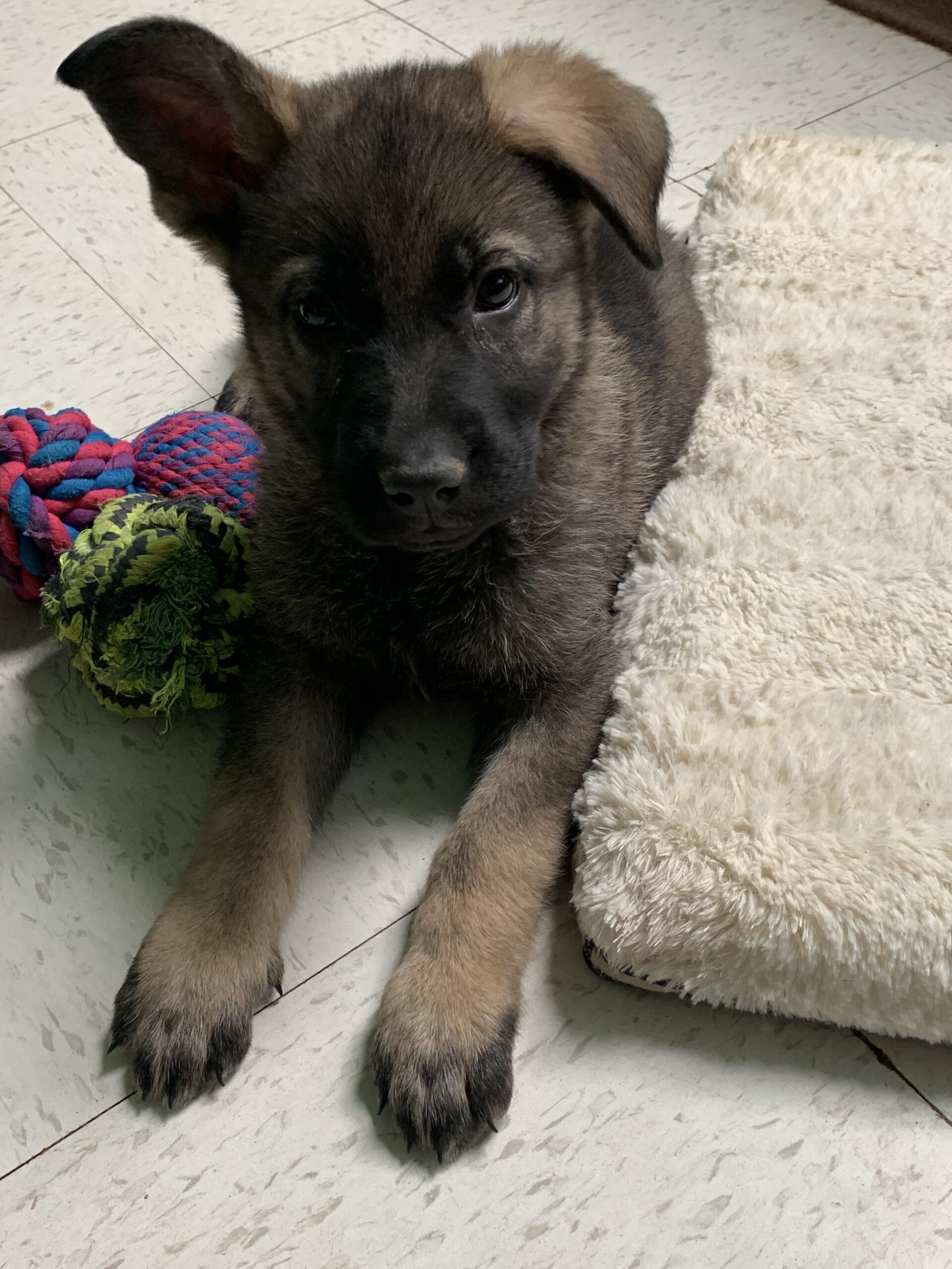 Litters of Xane Corvinus Von Ryanhaus BCAT - Fernbrook German Shepherds LLC